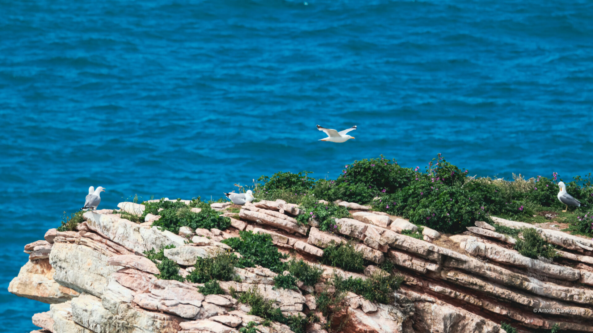 La Faune et la flore sauvage immortalisée par l’œil du Photographe Ma ...